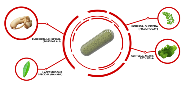 About Enduranz Capsule for Men | Ampalaya Plus - Bitter Gourd for ...